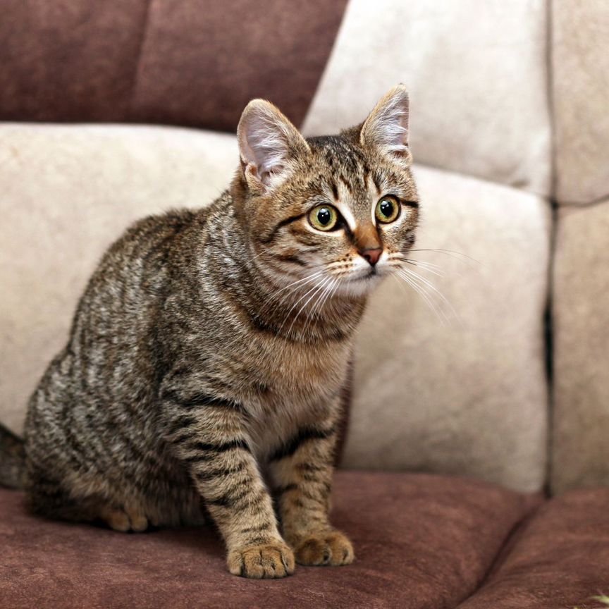 Котёнок (4 мес) в добрые руки