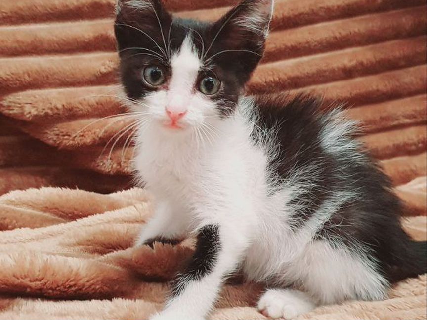 Котенок в добрые руки