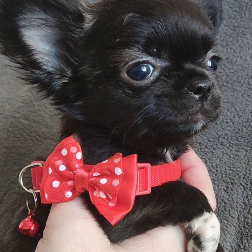 Пиковая дамочка