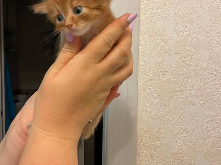 Кошка и котик, рождённые 10 июля