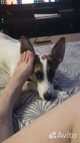 Собаки бесплатно в добрые руки