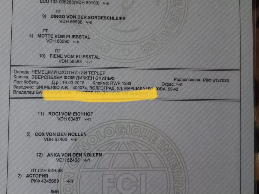 Щенки ягдтерьера