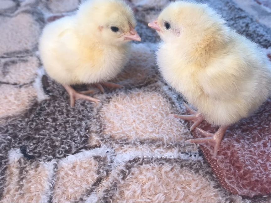 Цыплята бройлеры суточные