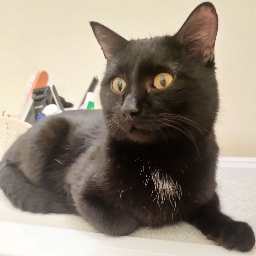 Взрослый кот в добрые руки