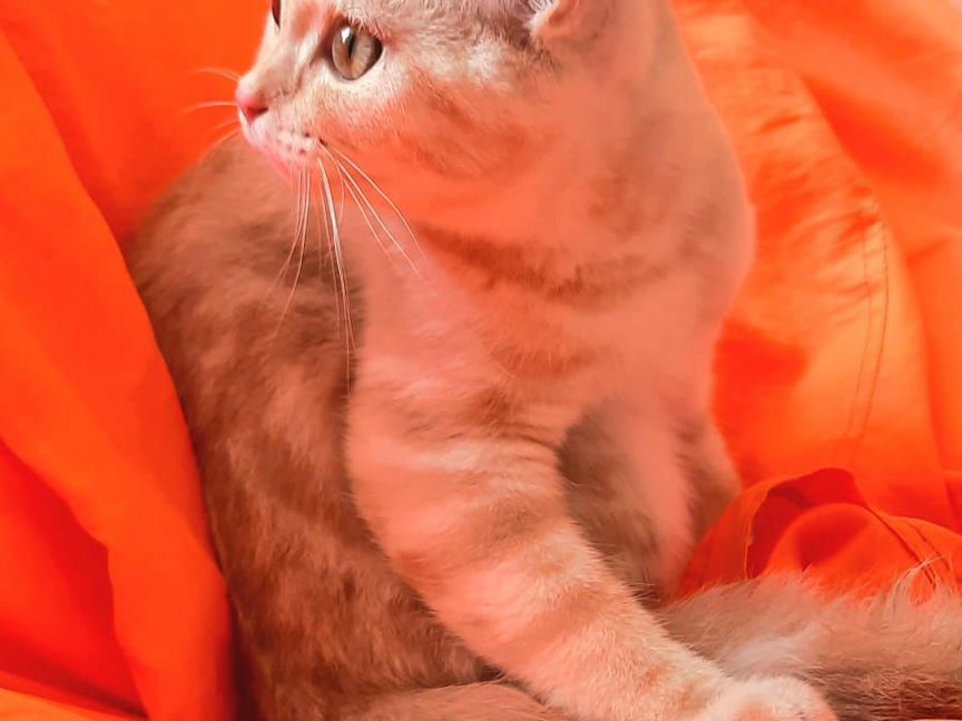 Шотландский кот
