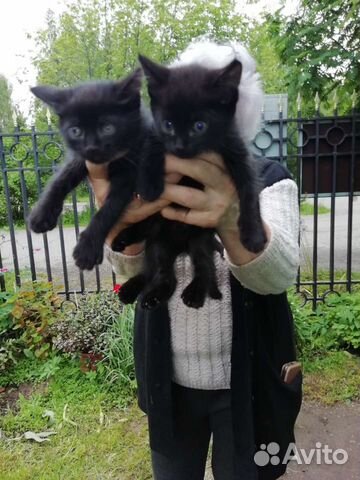 Котята в добрые руки бесплатно