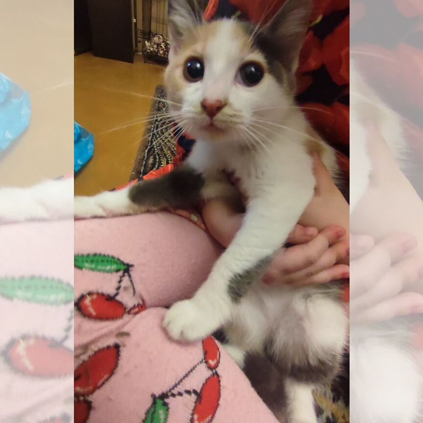 Котята отдам в добрые руки бесплатно
