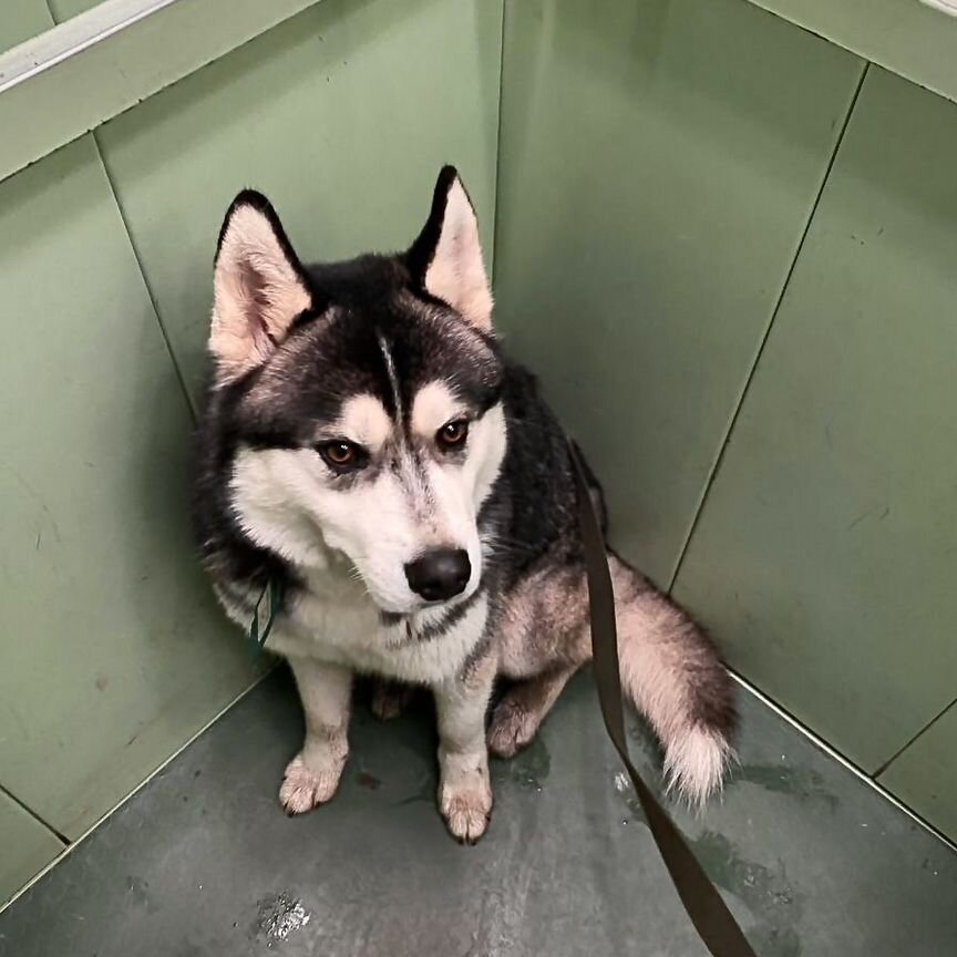 Сибирский хаски