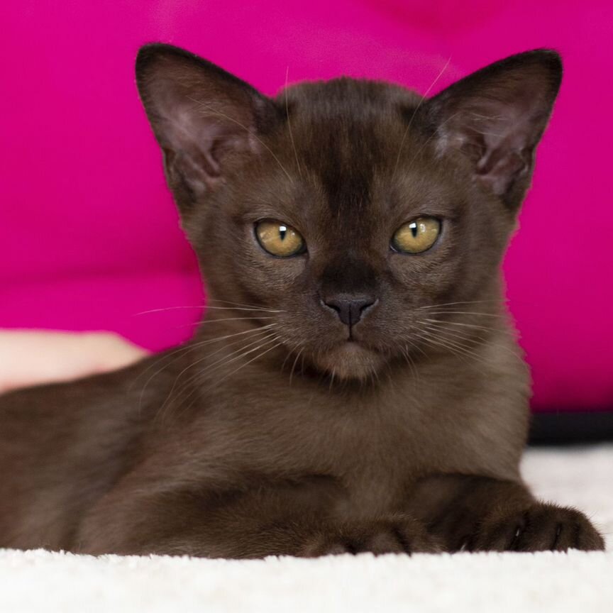 Европейский бурманский котёнок