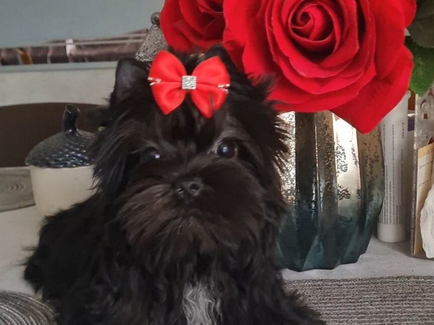 Черный йорк мальчик