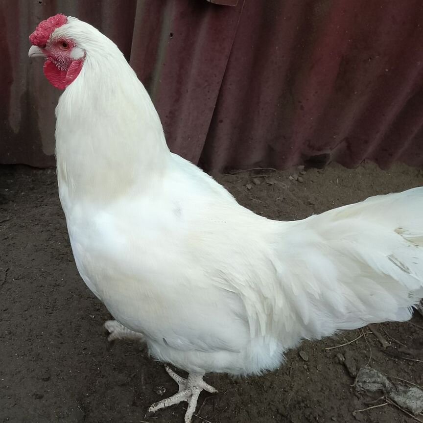 Продам петуха