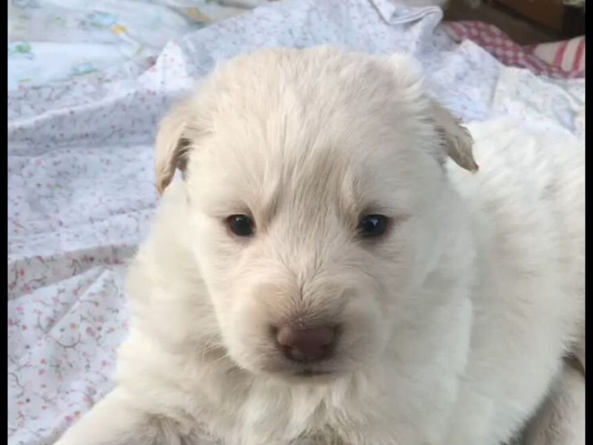 Щенки дворняги