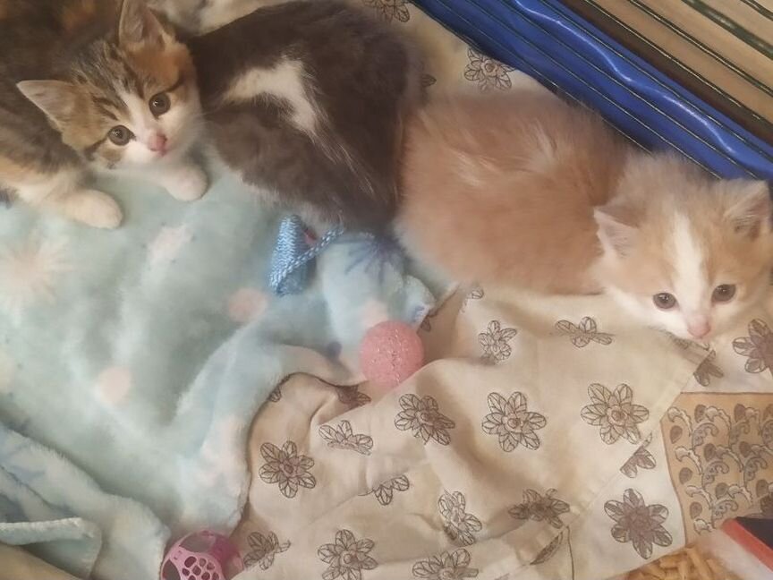 Котята пушистики