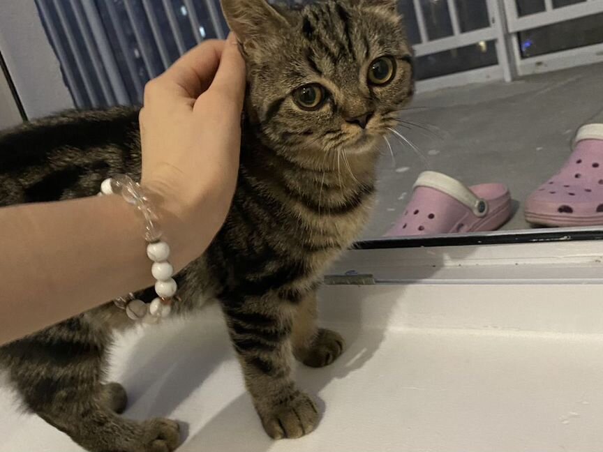 Котята скотиш страйт