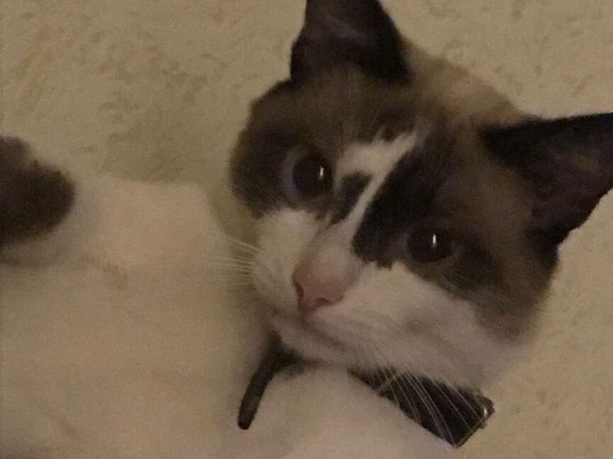 Кот для вязки