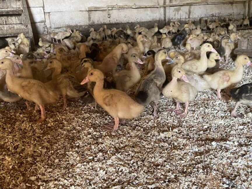 Утята 14 дней