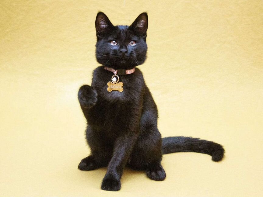 Котенок Шай