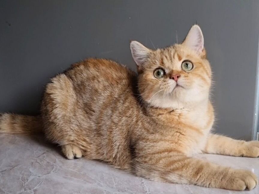 Мальчик золотая шиншилла