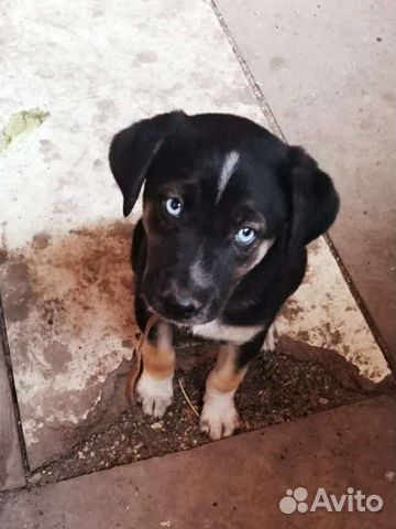 Полухаски в добрые руки