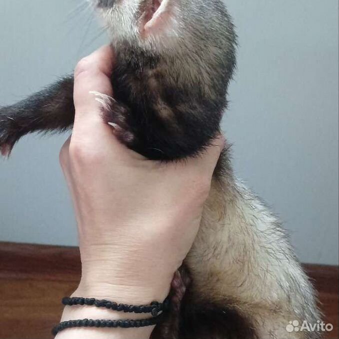 Хорек домашний с клеткой