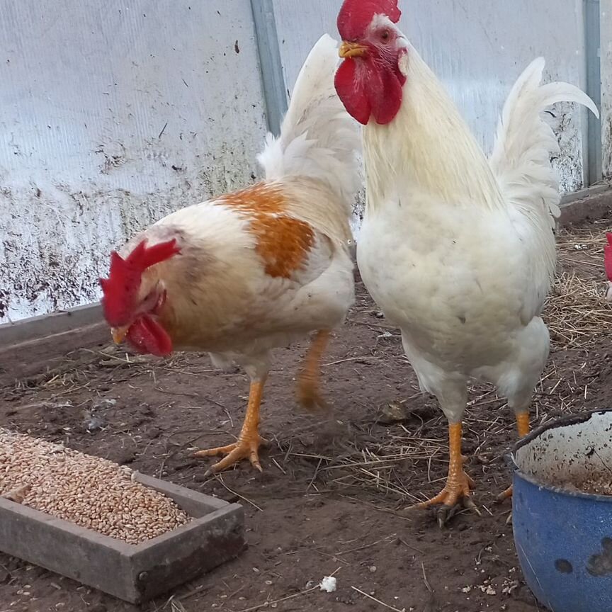 Молодые петухи