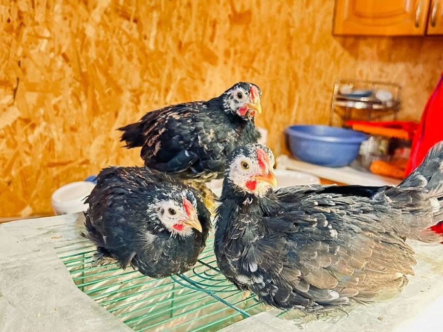 Цыплята - бентамка ситцевая мохноногая