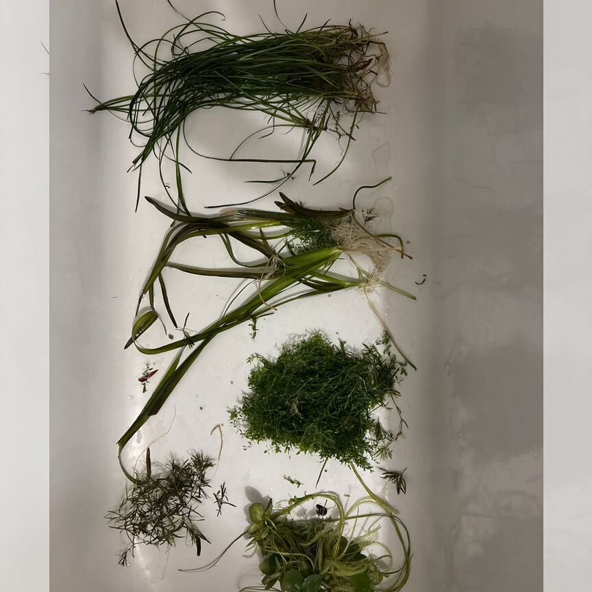 Авариумное растение