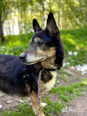 Статный пёс ищет дом