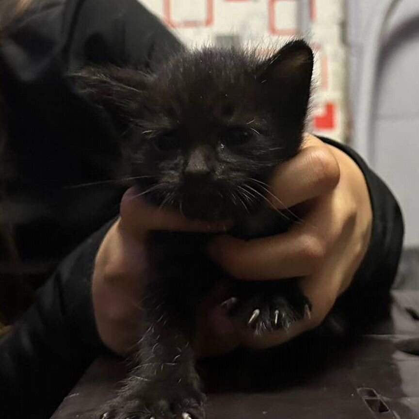 Сибирский котёнок