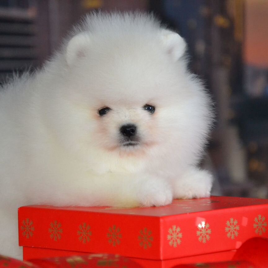 Померанский шпиц, щенок