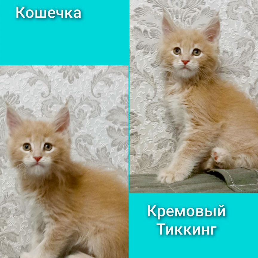 Котята мейн-кун