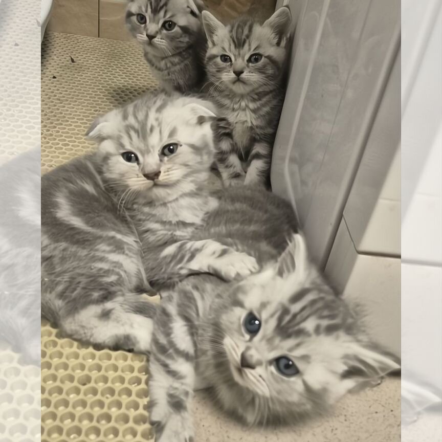 Шотландский вислоухий короткошёрстный котёнок