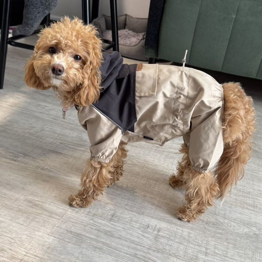 Дождевик для собаки мелкой породы