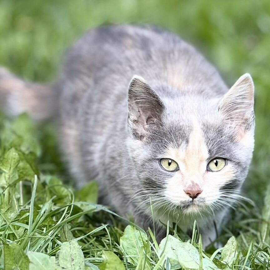 Котенок в дар бесплатно