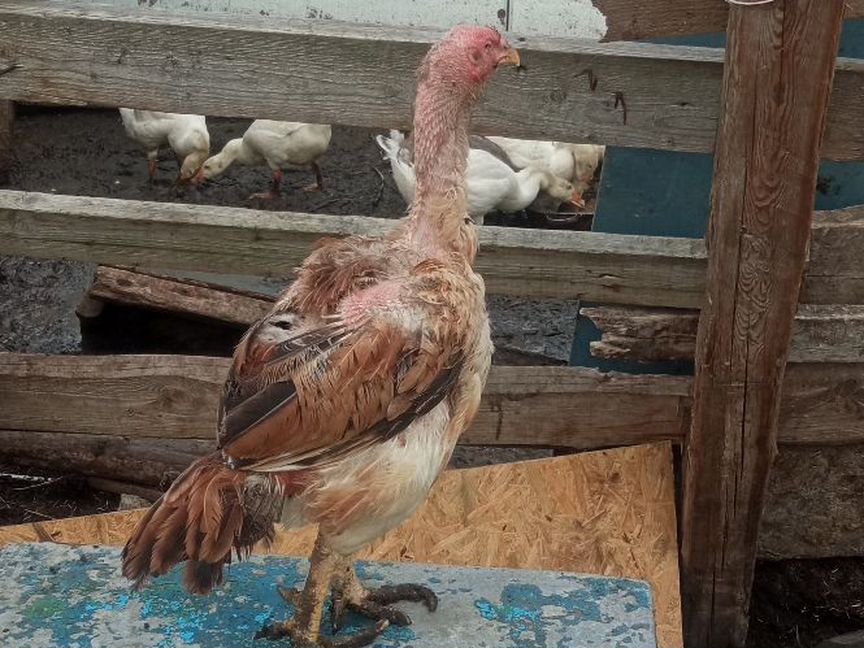 Продаются куры породы о шамо и простые несушки