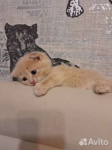 Шотландская вислоухая