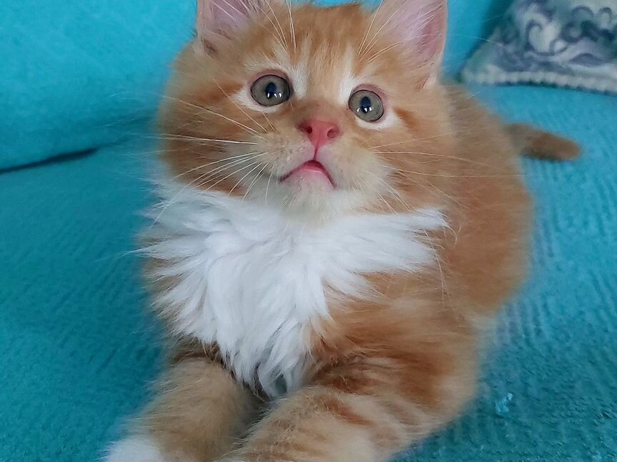 Мейн-кун котик