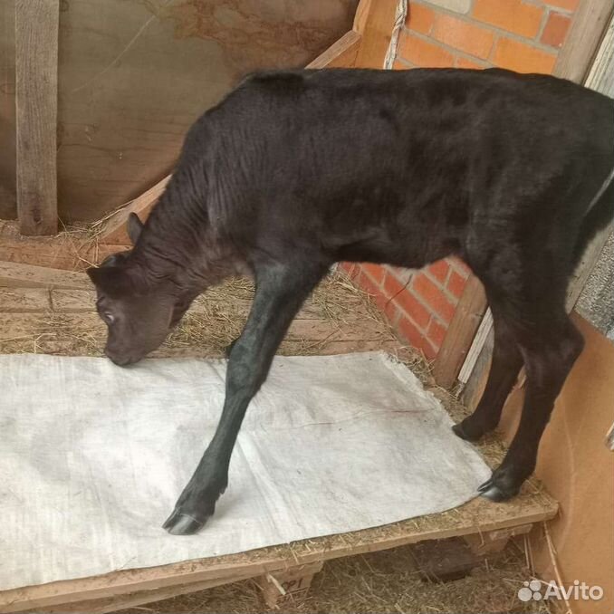 Бычки и телята