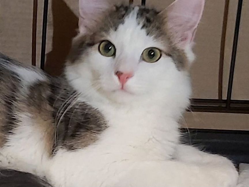 Славный котенок в добрые руки