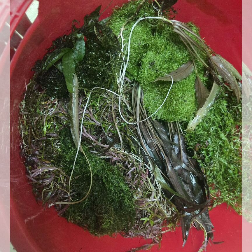 Аквариумная прополка