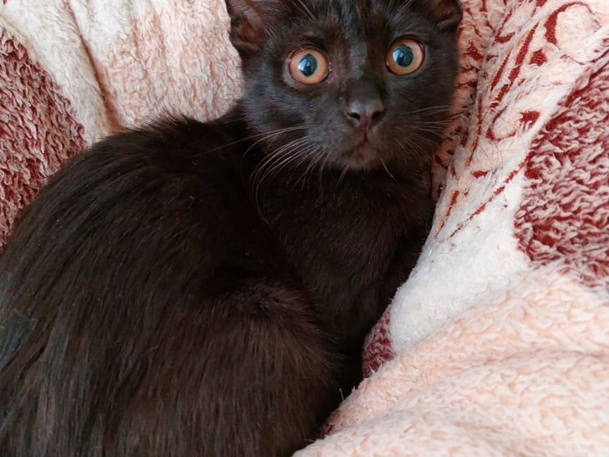 Черный мальчишка Кай