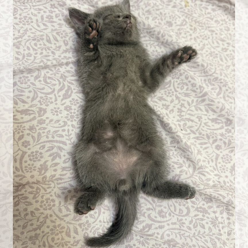 Сибирский котёнок