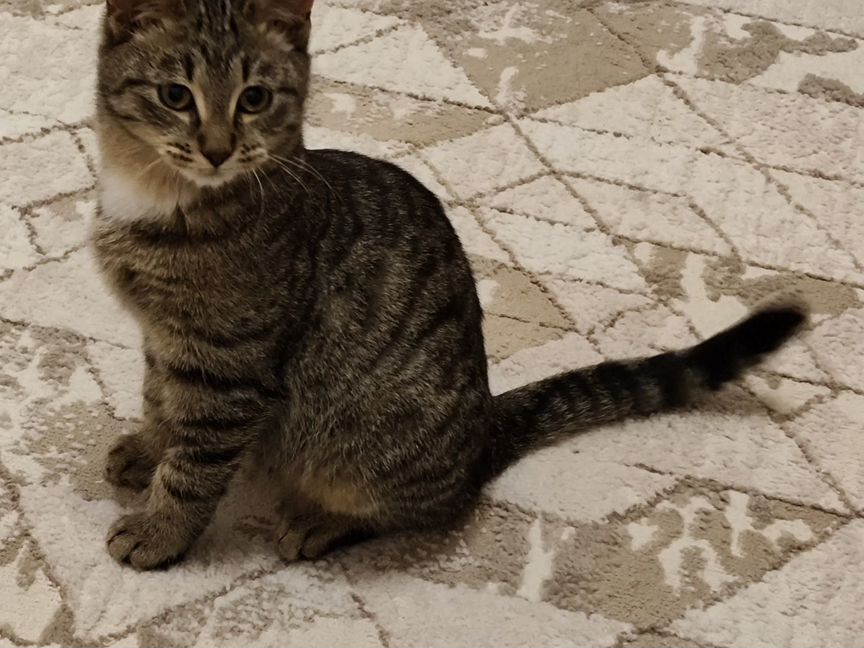 Котенок в добрые руки