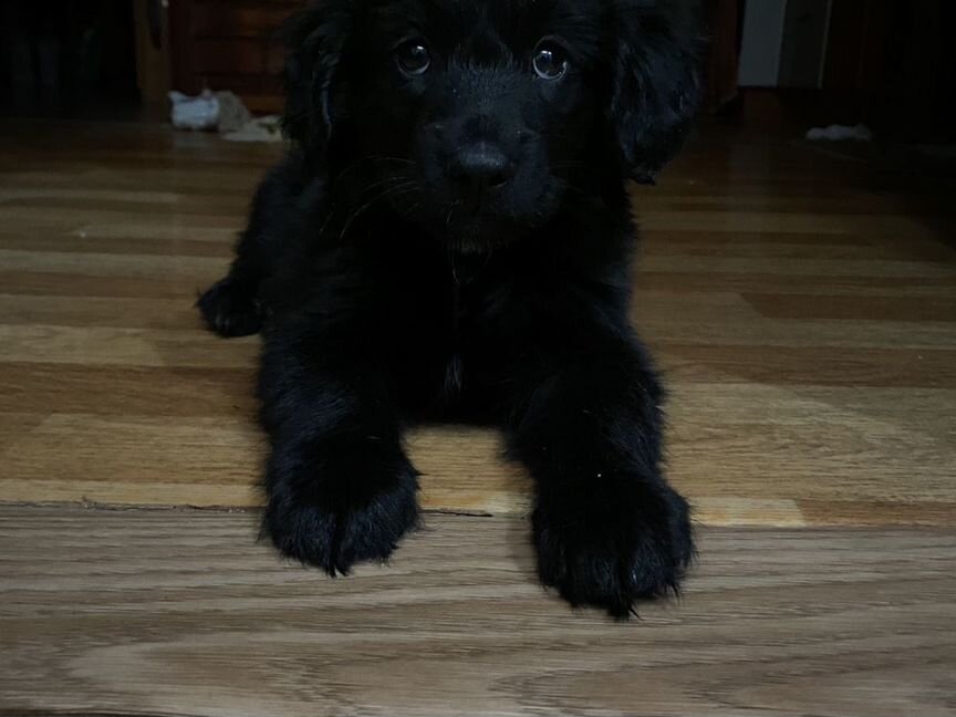 Кутенок мальчик