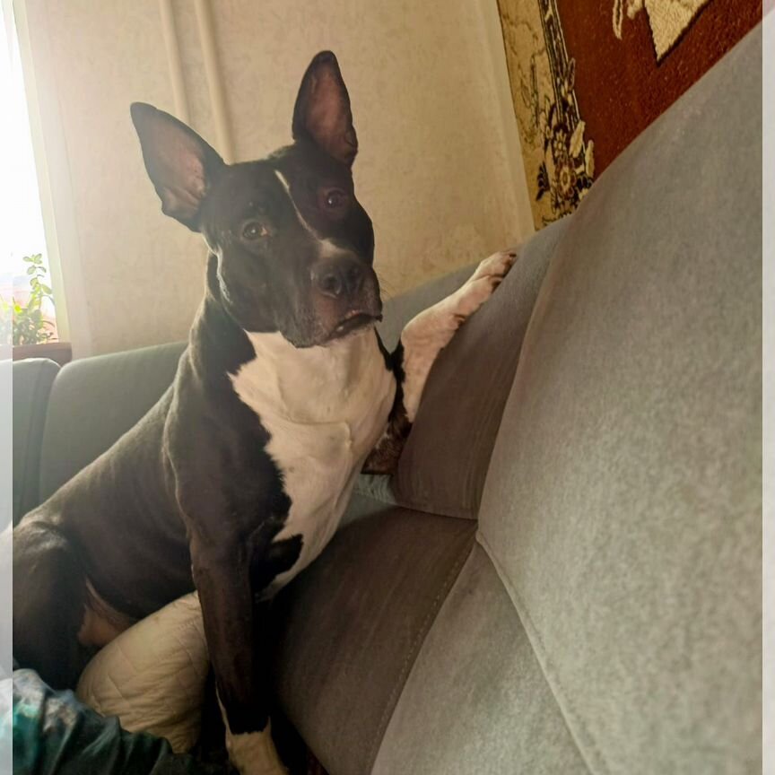 Вязка собак стаффа