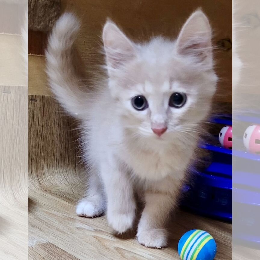 Котенок ищет маму или папу
