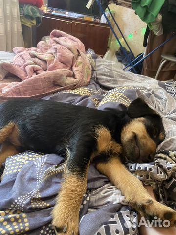 Собака ягдтерьер