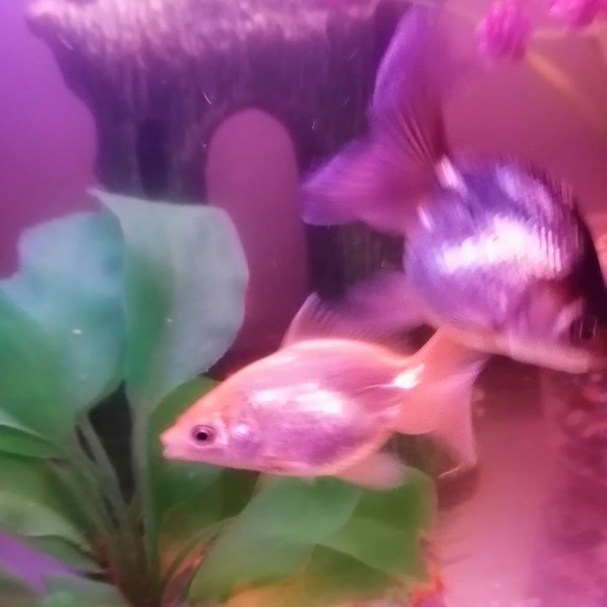 Золотые рыбки тайской породы