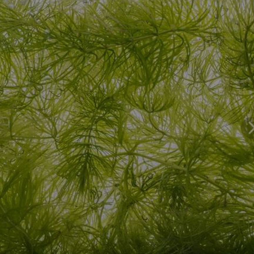 Растение в аквариум (Роголистник)