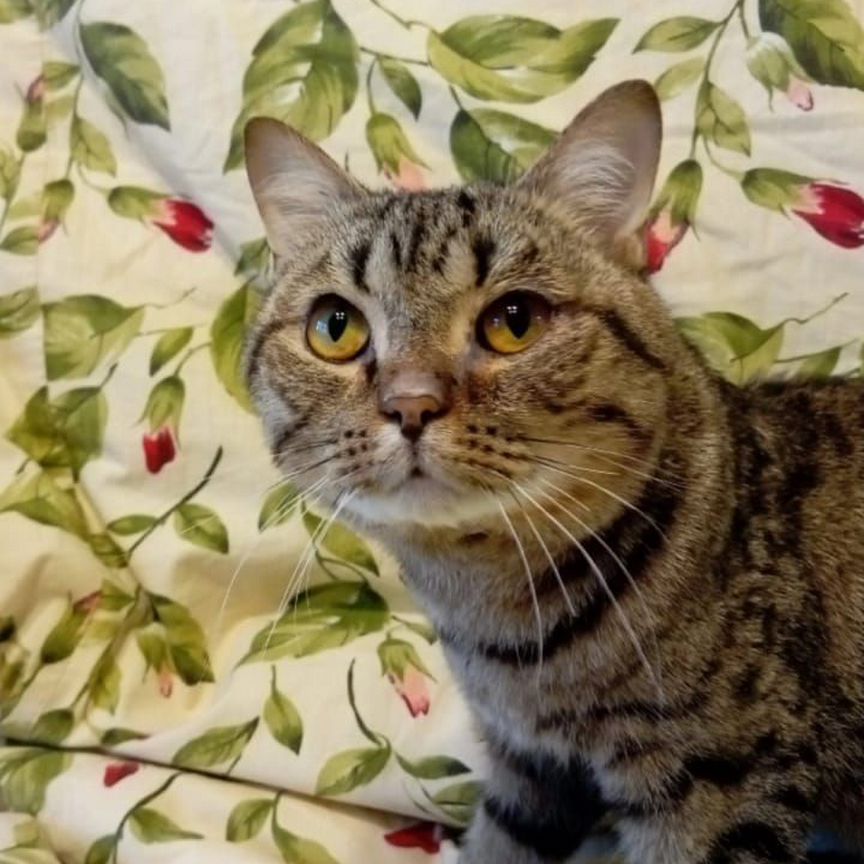 Котёнок Витя